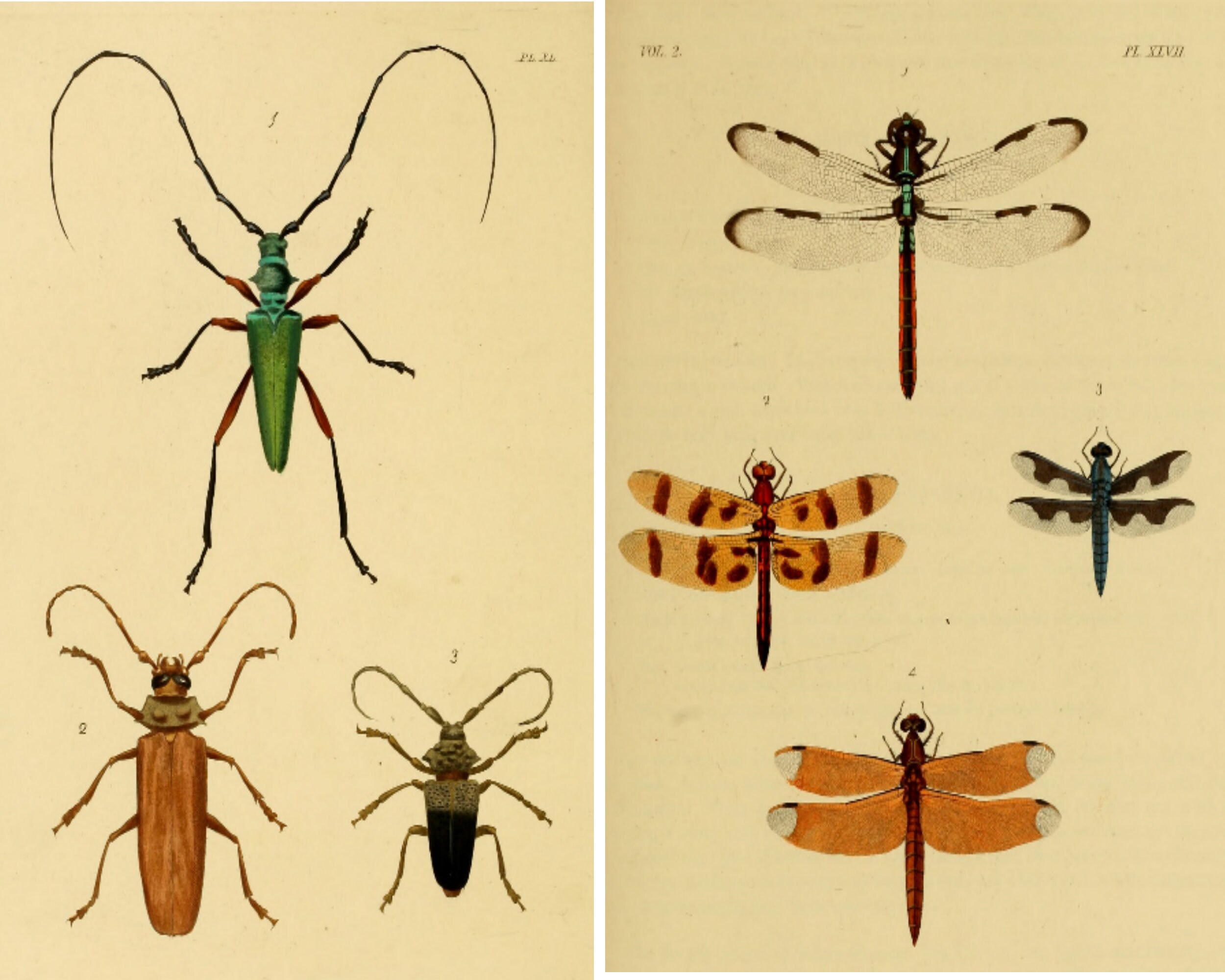 150 Rare Exotic Entomology Image Illustrations & Book Collection of ...