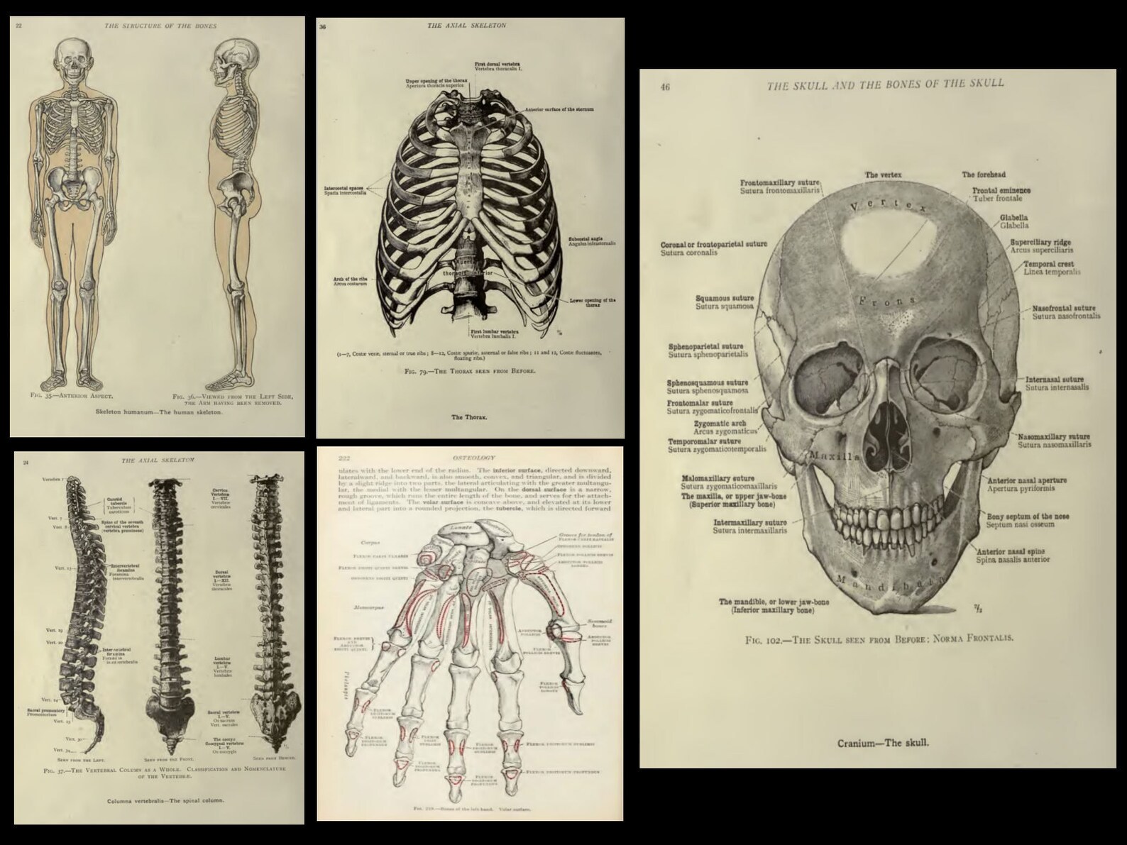 25 Old Medical Books – Illustrated Anatomy, Surgery, Medicine, Rare ...
