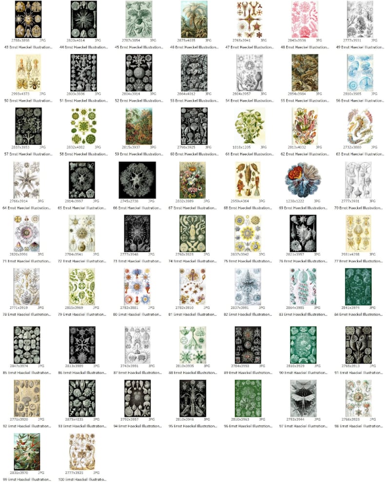 ERNST HAECKEL COLLECTION - 100 Illustrations - Art Forms in Nature ...