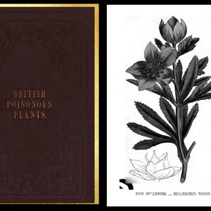POISONOUS PLANTS - 115 Rare Books - Medical Botany, Toxic, Noxious ...