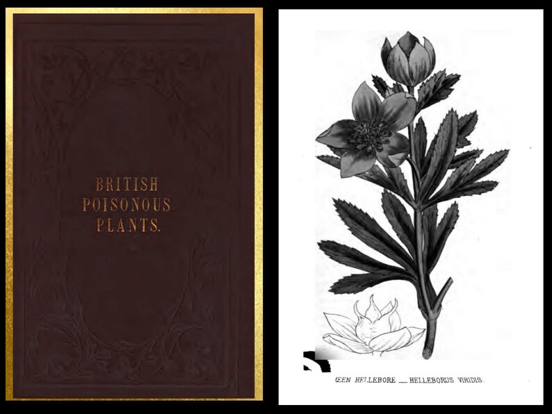 POISONOUS PLANTS 40 Old Books Medical Botany, Toxic, Noxious, Deadly ...