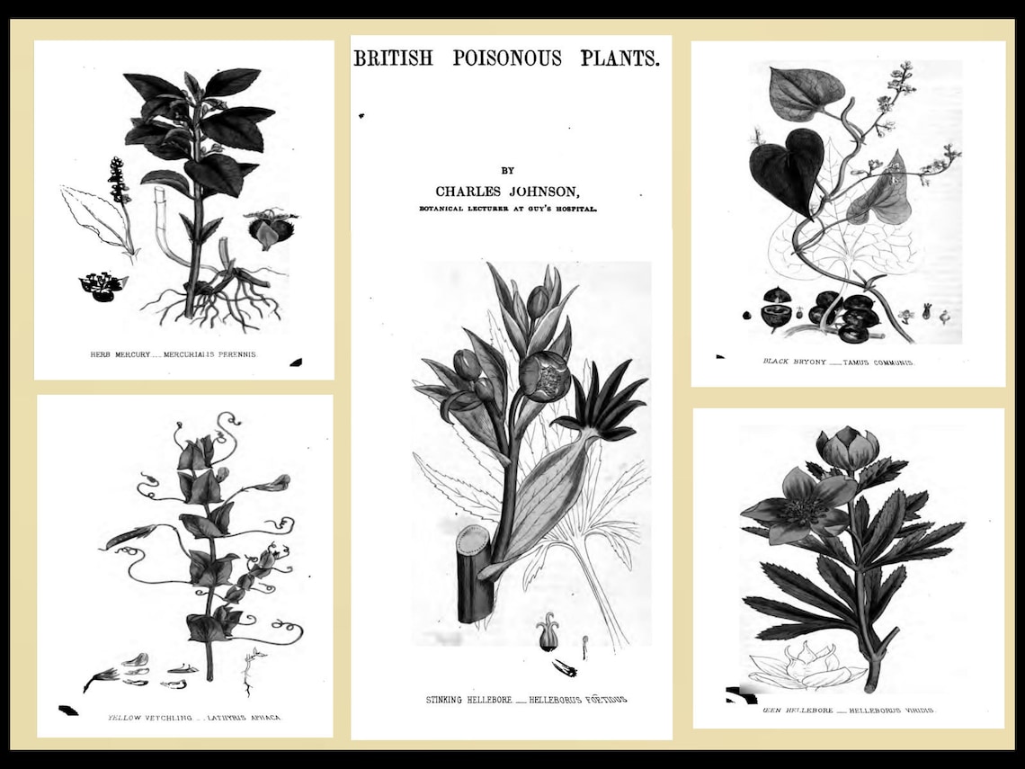 POISONOUS PLANTS 40 Old Books Medical Botany, Toxic, Noxious, Deadly ...