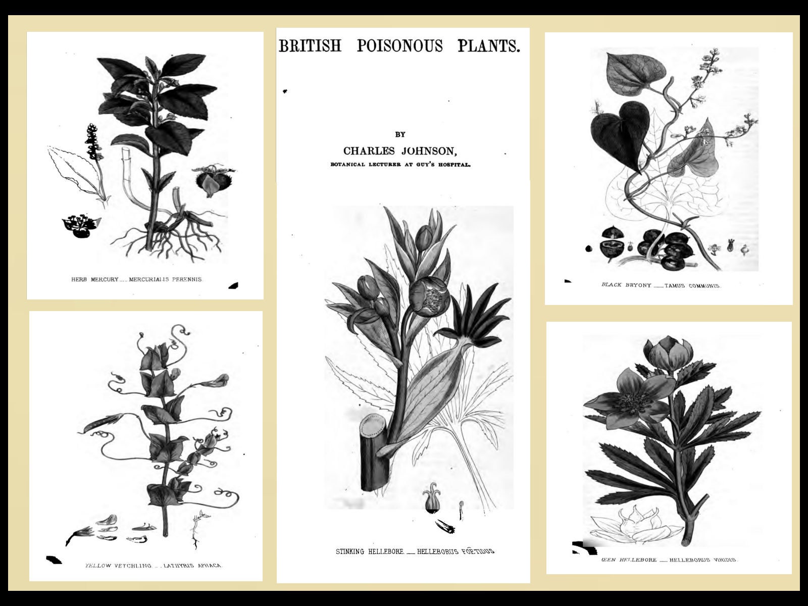 POISONOUS PLANTS - 115 Rare Books - Medical Botany, Toxic, Noxious ...