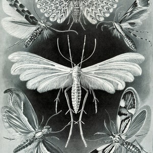 ERNST HAECKEL COLLECTION - 100 Illustrations - Art Forms in Nature ...