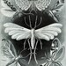 ERNST HAECKEL COLLECTION 100 Illustrations Art Forms in Nature ...