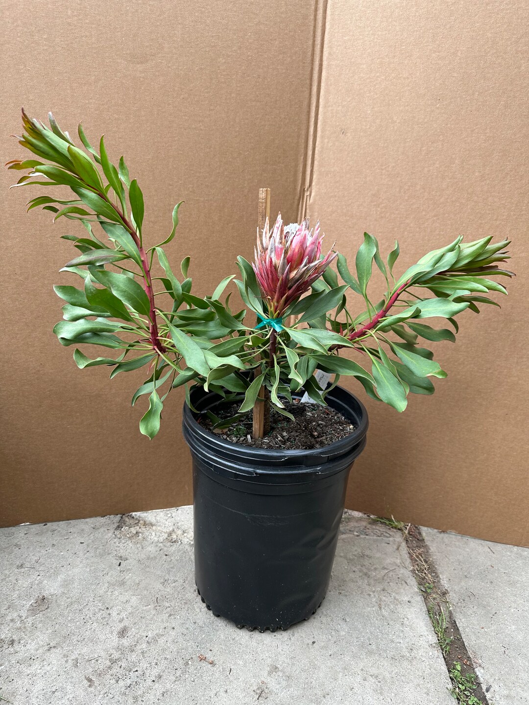 Protea Cynaroides ‚Mini King‘ , Protea cynaroides ‚Mini King‘ at San ...