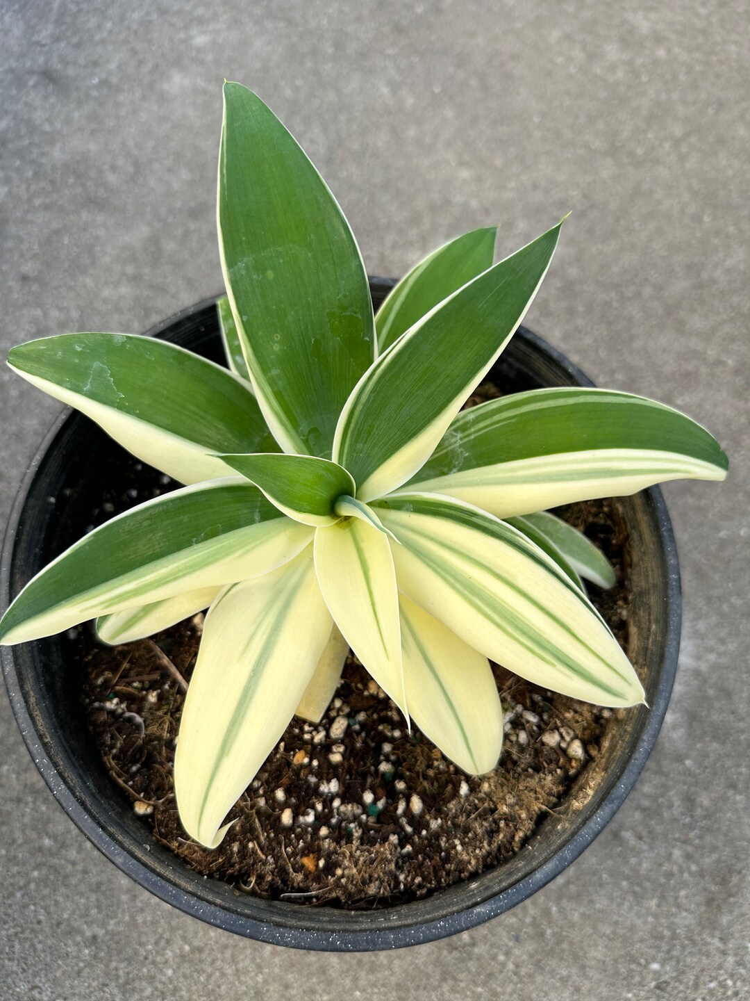 Agave Attennuata Ray of Light, Half Moon Varigated - Etsy
