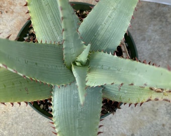Blue Aloe 1 Gallon Aloe Glauca Live Succulent Plant Cactus Indoor Plant ...