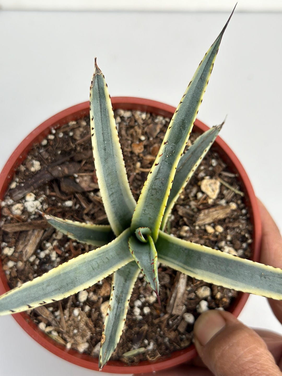 Agave Blue Emperor Variegated (rare Find) - Etsy