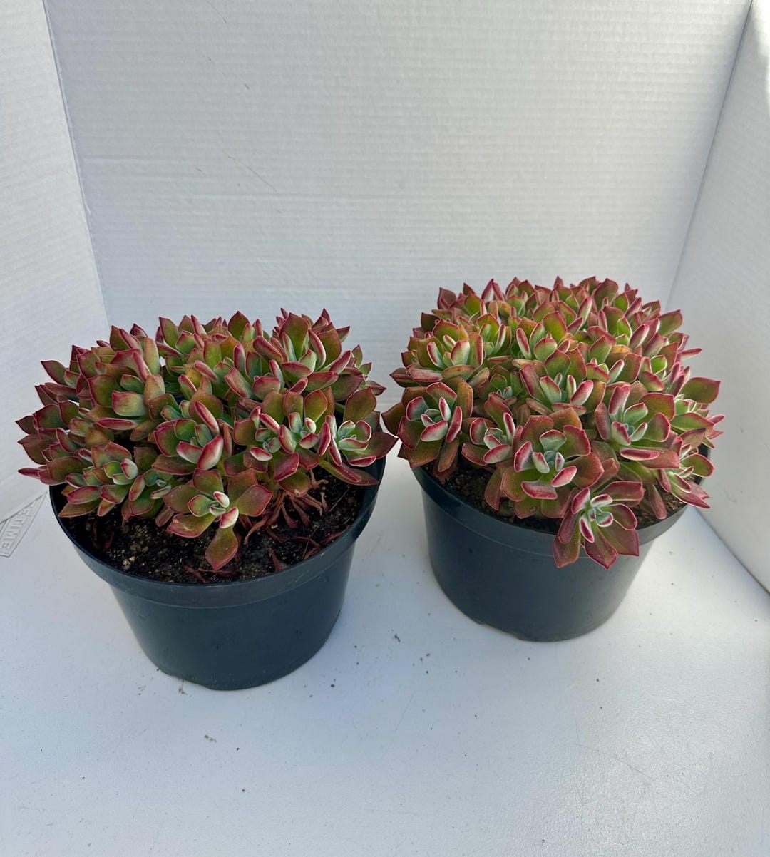 Echeveria Devotion 8 Inch Cluster - Etsy