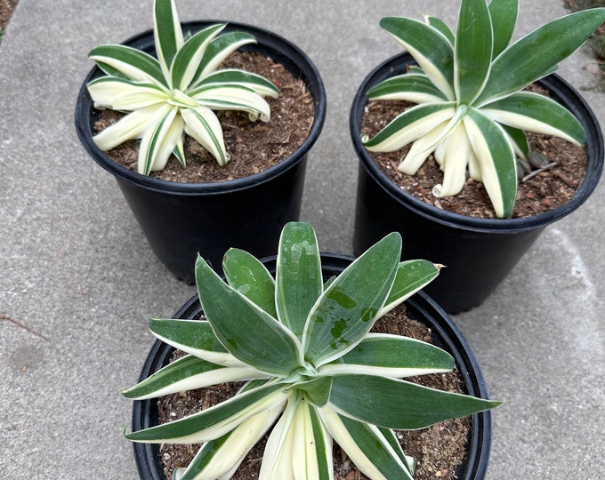 Agave Attennuata Ray of Light, Half Moon Varigated - Etsy