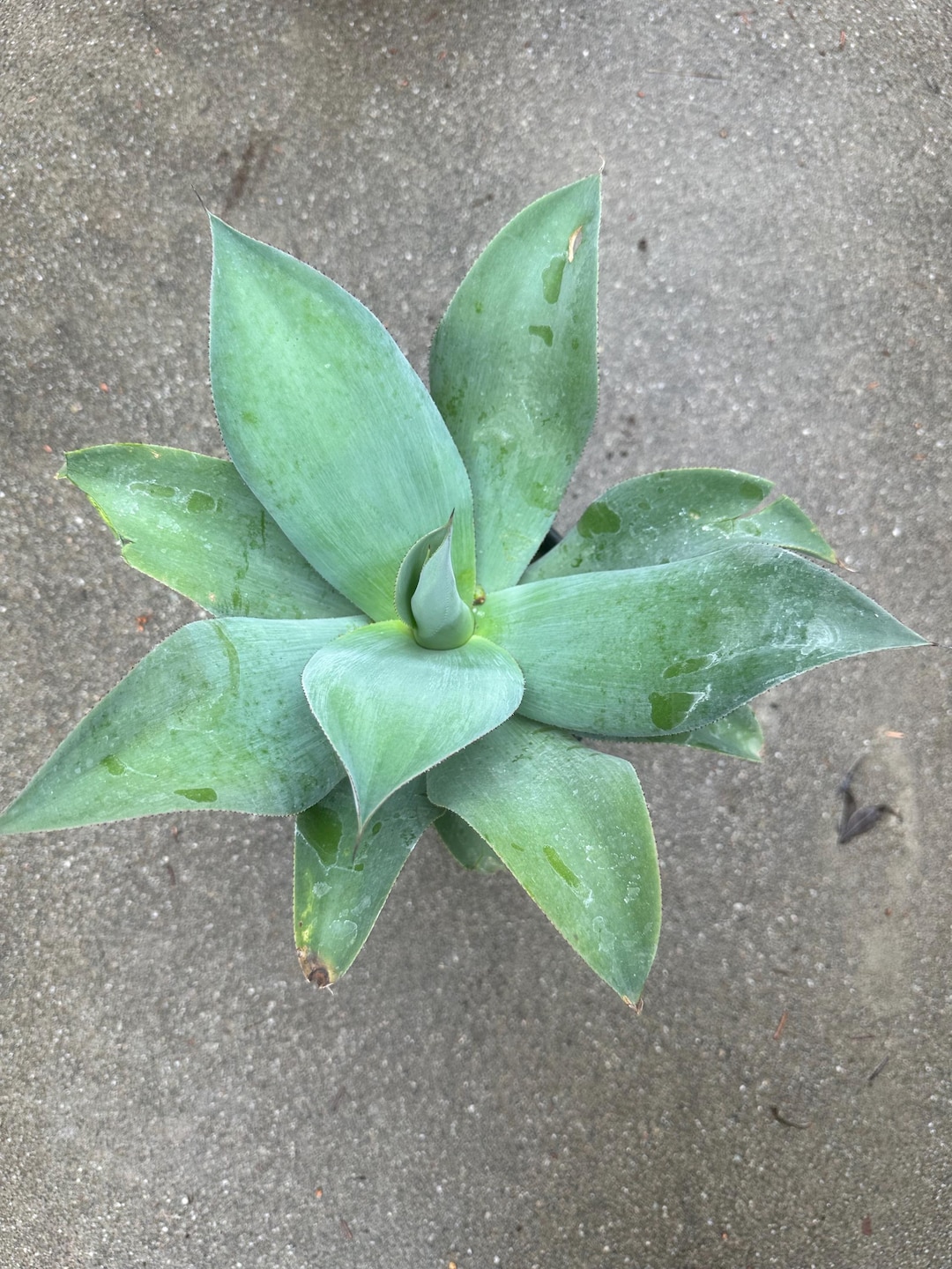 Agave Tru Blue (a.boutin Blue X Titanota) - Etsy
