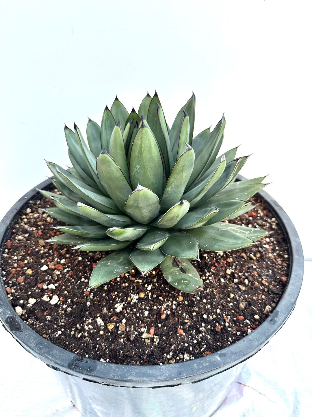 Agave Blue Emperor - Etsy