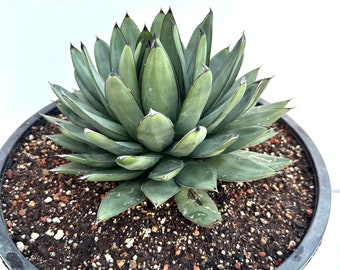 Agave blue Emperor EXACT ONE - Etsy