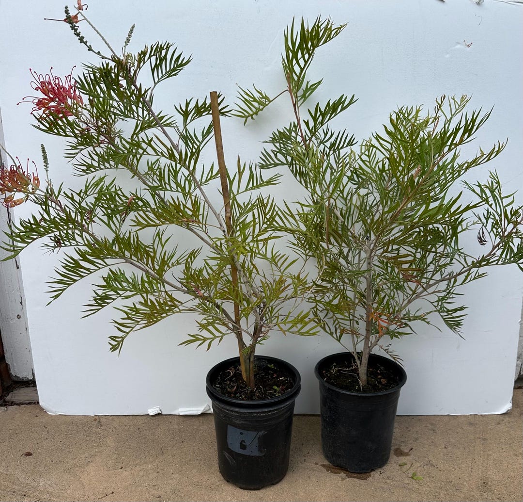 Grevillea “ned Kelly’ (mason’s Hybrid’) - Etsy