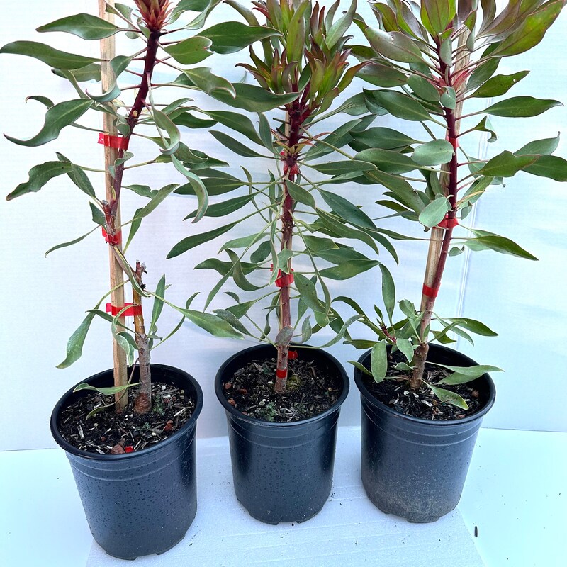 King Protea - Etsy