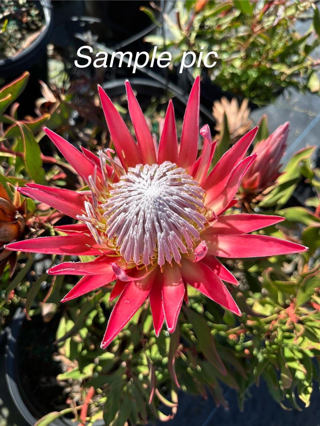 Protea Cynaroides Mini King in Gallon Size Pots - Etsy