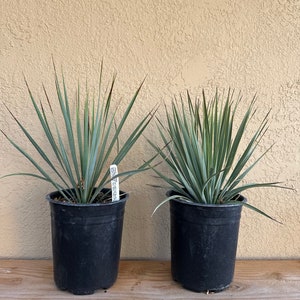 Yucca Rostrata in Gallon Size Pots - Etsy