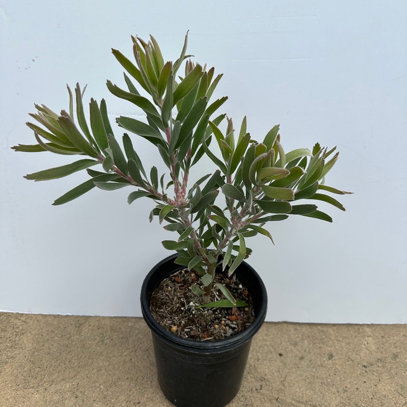 Leucospermum Plant - Etsy