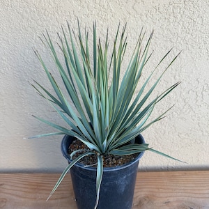 Yucca Rostrata in Gallon Size Pots - Etsy