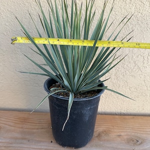 Yucca Rostrata in Gallon Size Pots - Etsy
