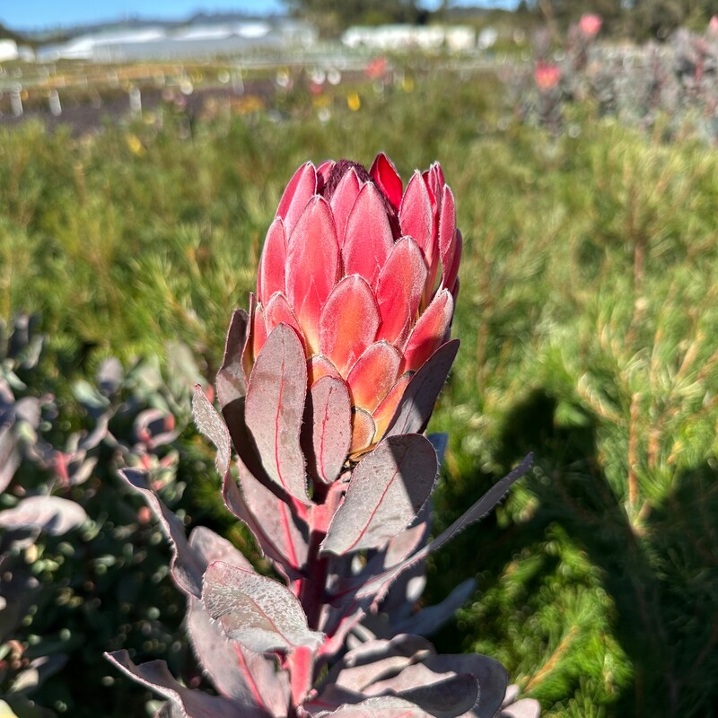 Protea - Etsy