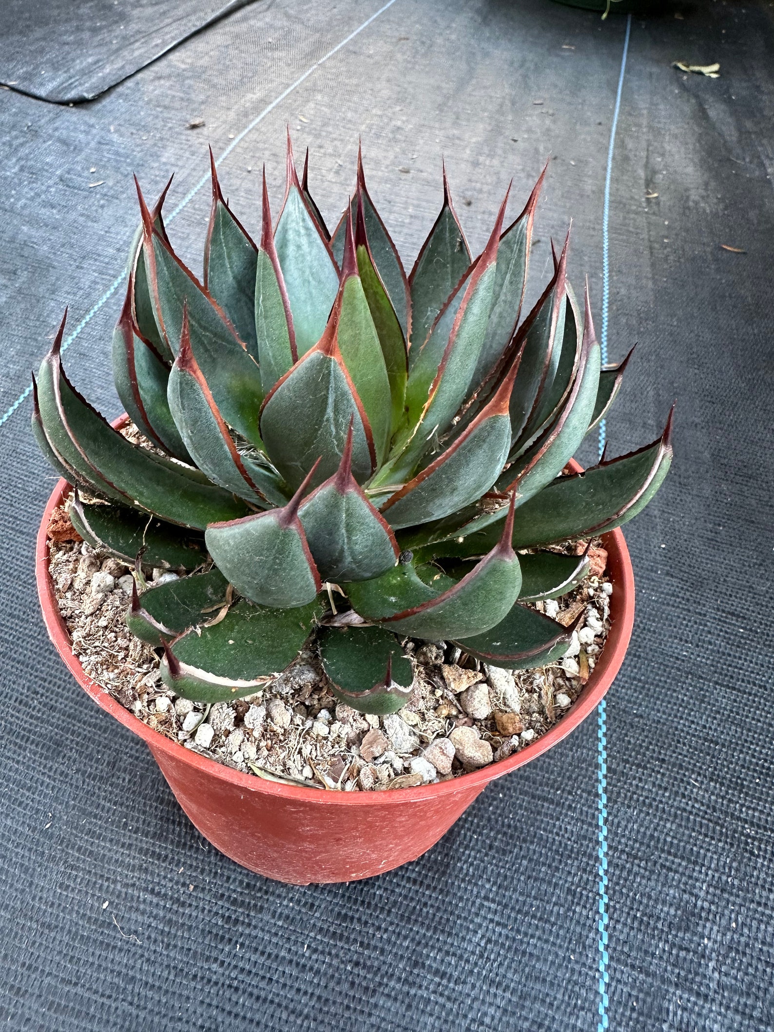 Mangave Praying Hands in 6 Inch Pots - Etsy