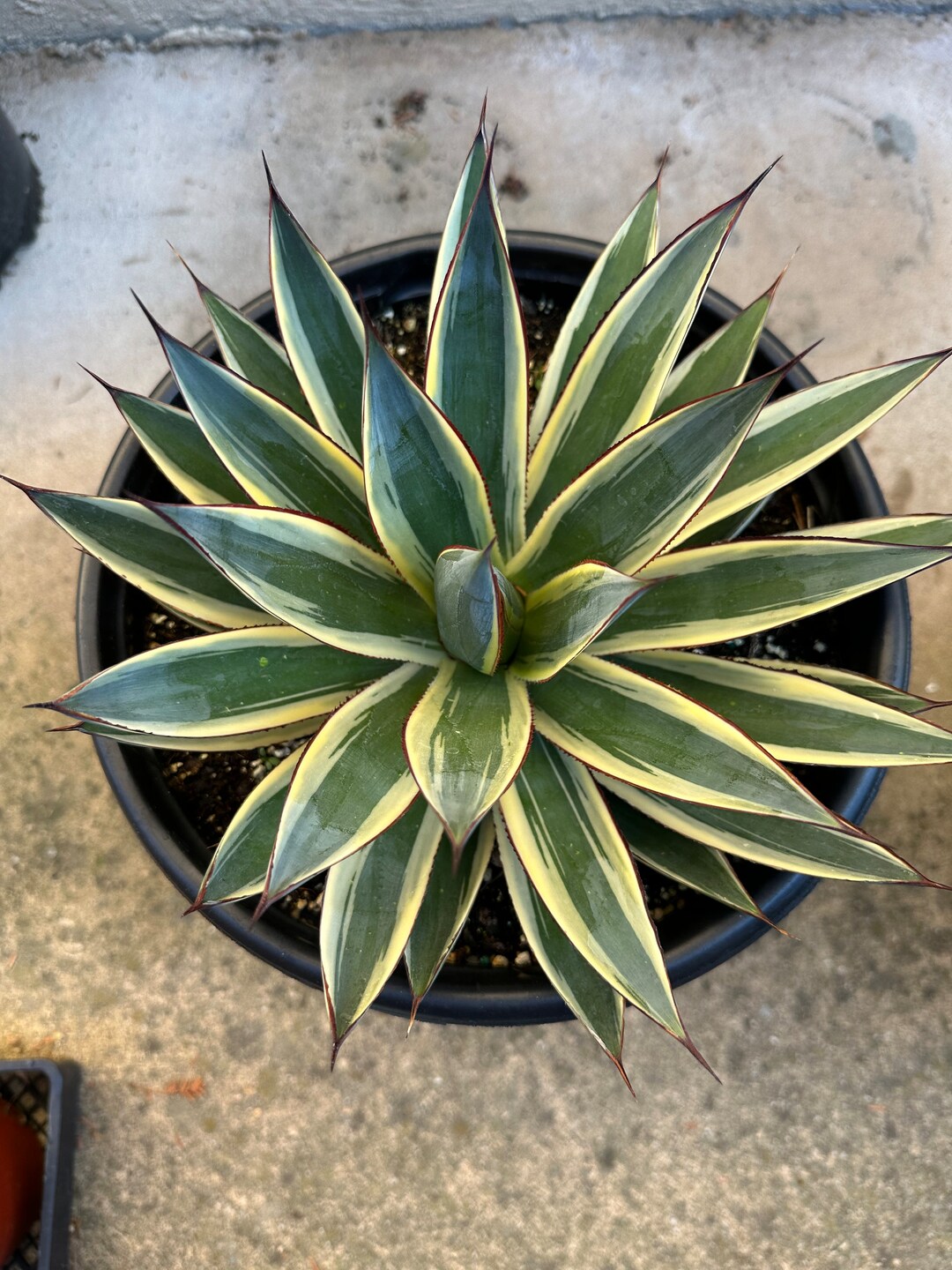Agave Snow Glow in 5 Gallon Pots (rare) - Etsy