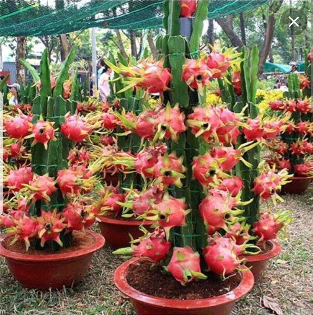 Dozen ( 12) Dragonfruit Cacti Seeds- Purple Dragon Fruit Cactus Seeds ...