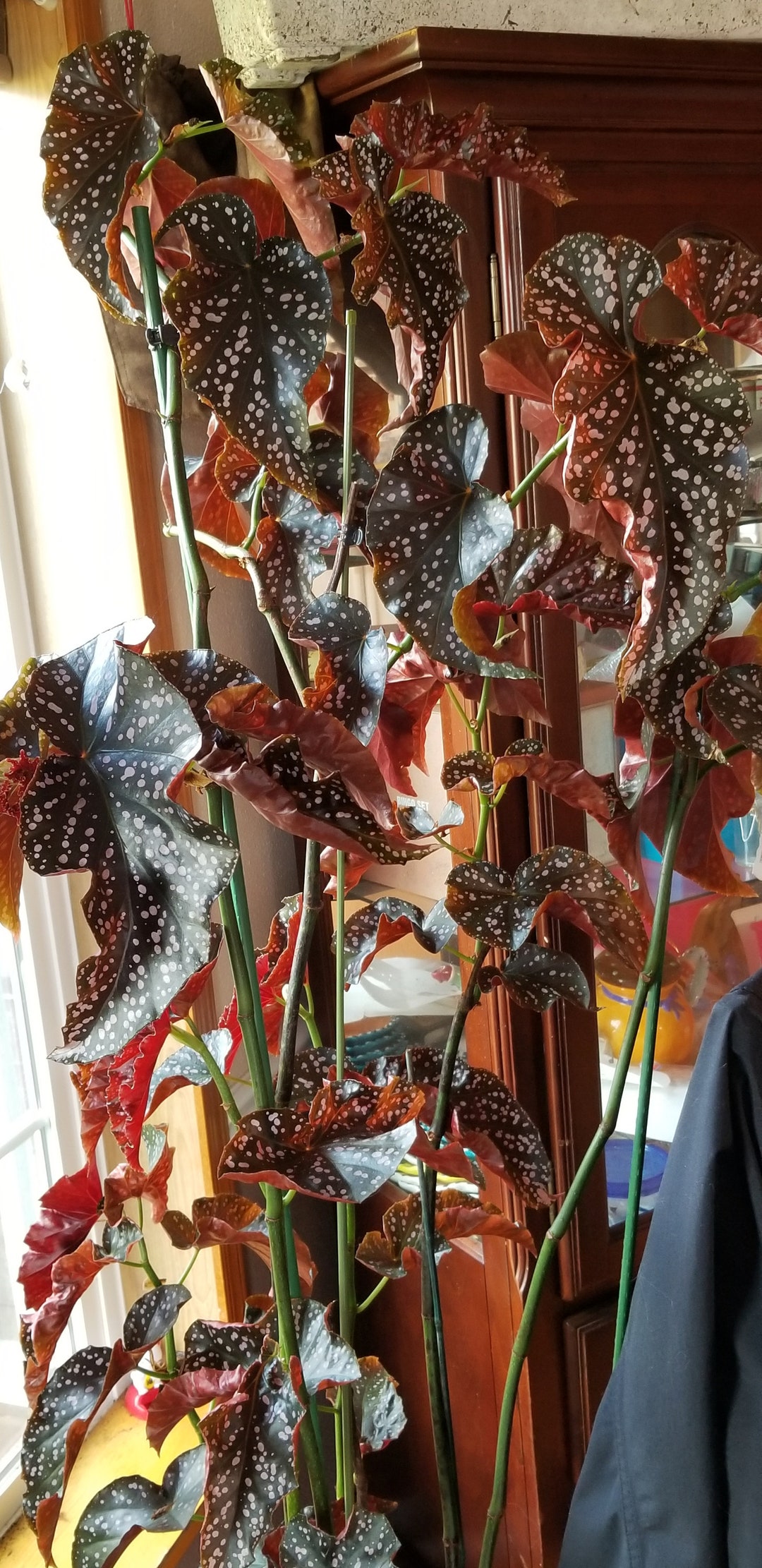 Cracklin' Rosie Angelwing Cane Begonia - Cutting for House Plant Node ...