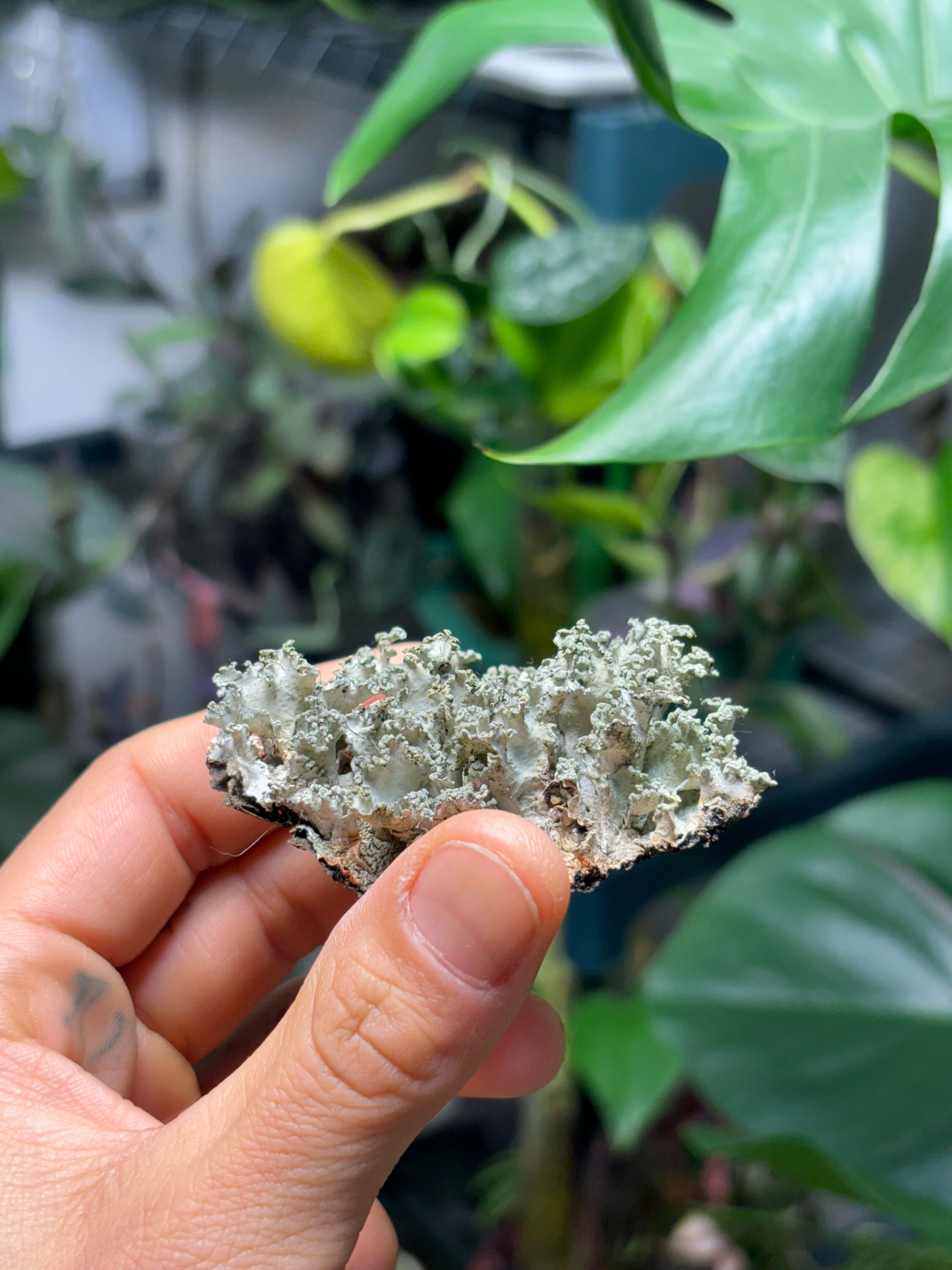 Natural Dried Lichen / Reindeer Moss Set - Etsy