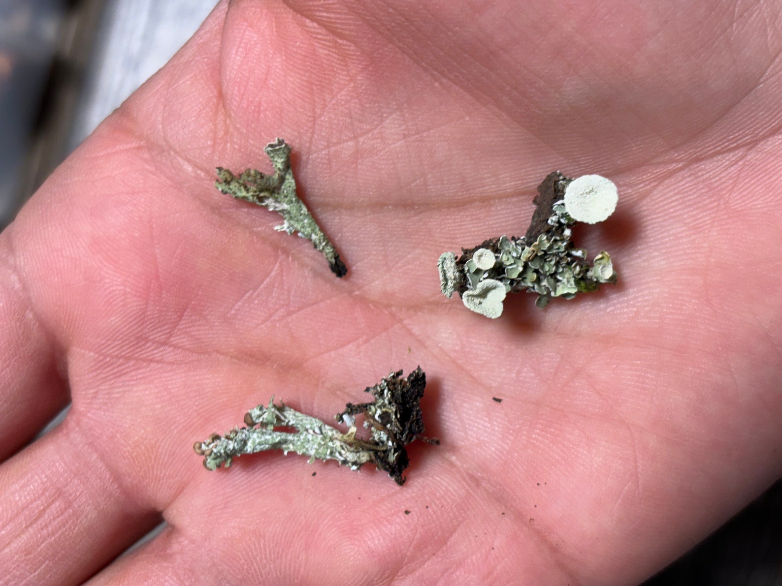 Natural Dried Lichen / Reindeer Moss Set - Etsy
