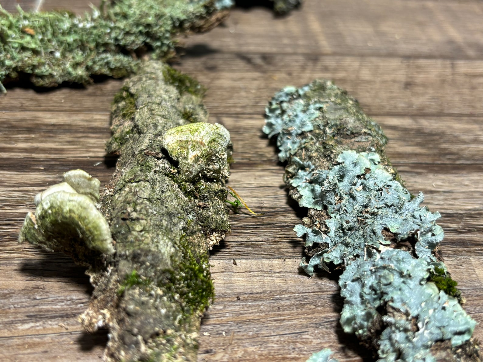 Natural Dried Lichen / Reindeer Moss Set - Etsy