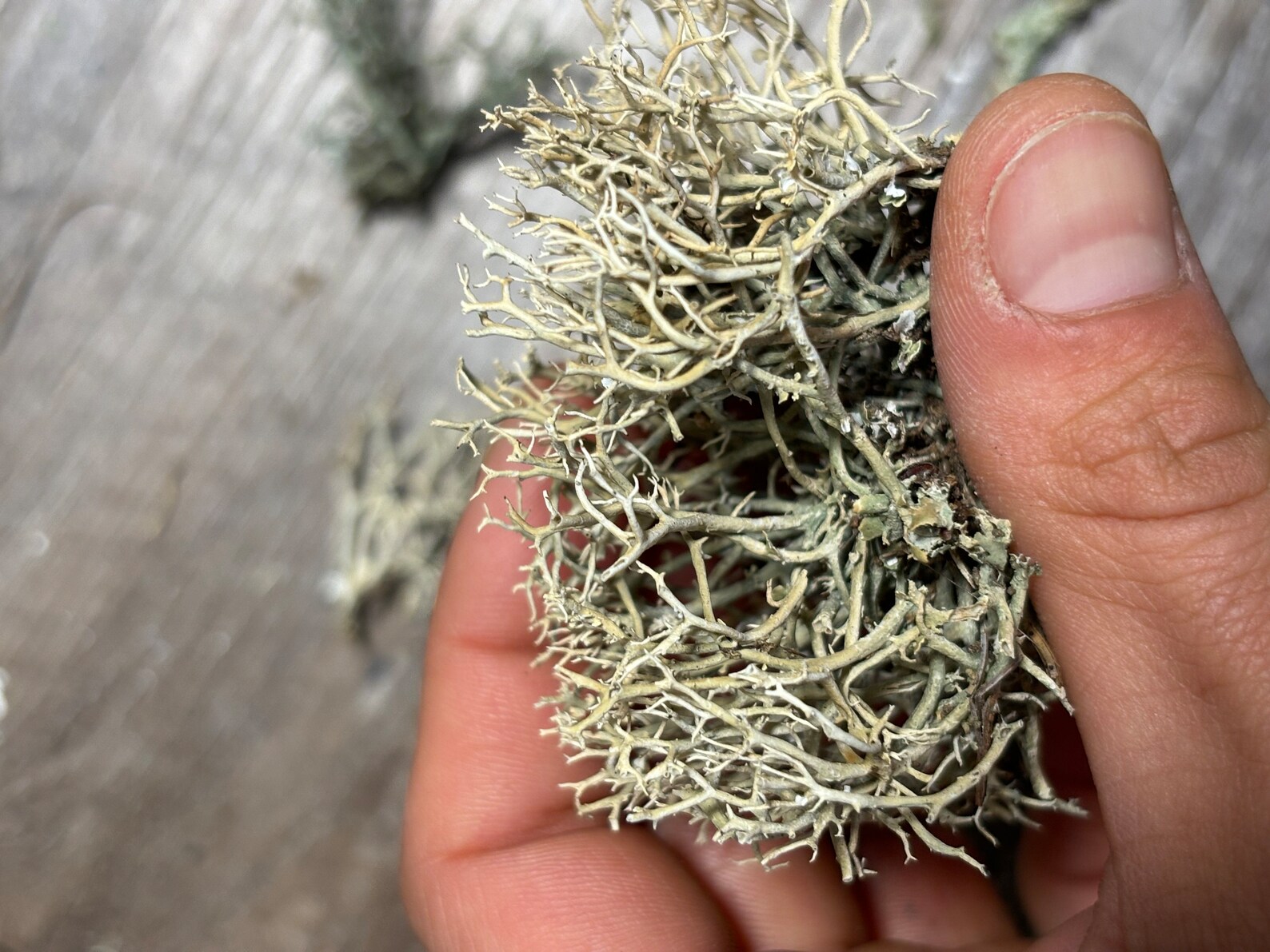 Natural Dried Lichen / Reindeer Moss Set - Etsy