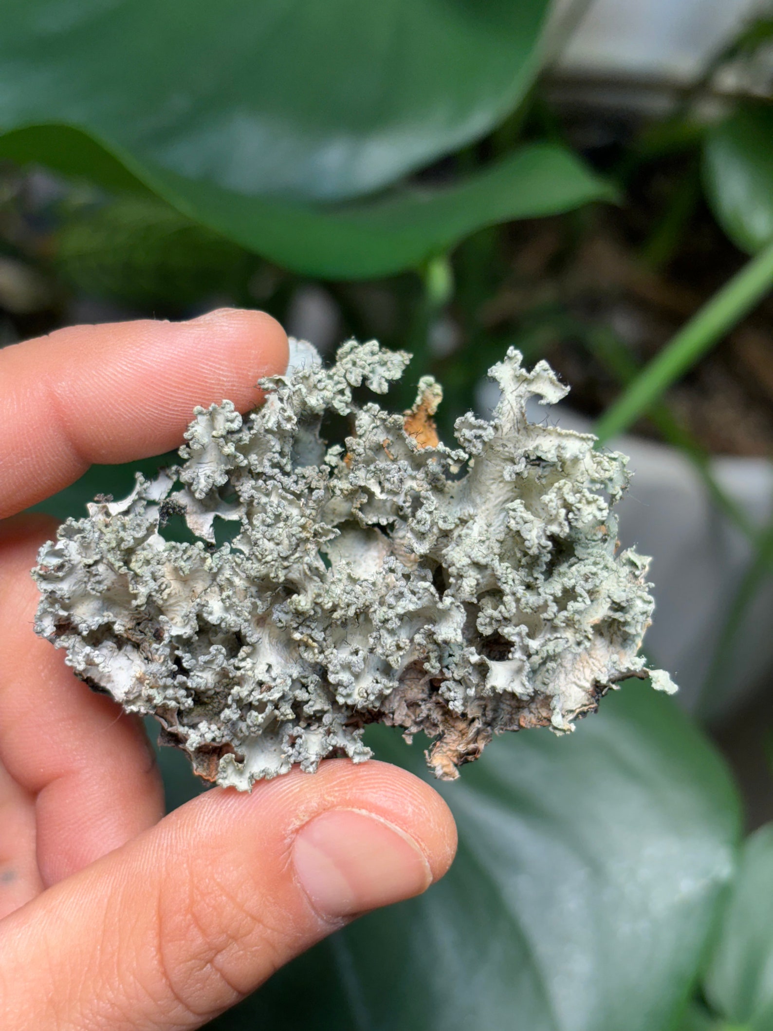 Natural Dried Lichen / Reindeer Moss Set - Etsy