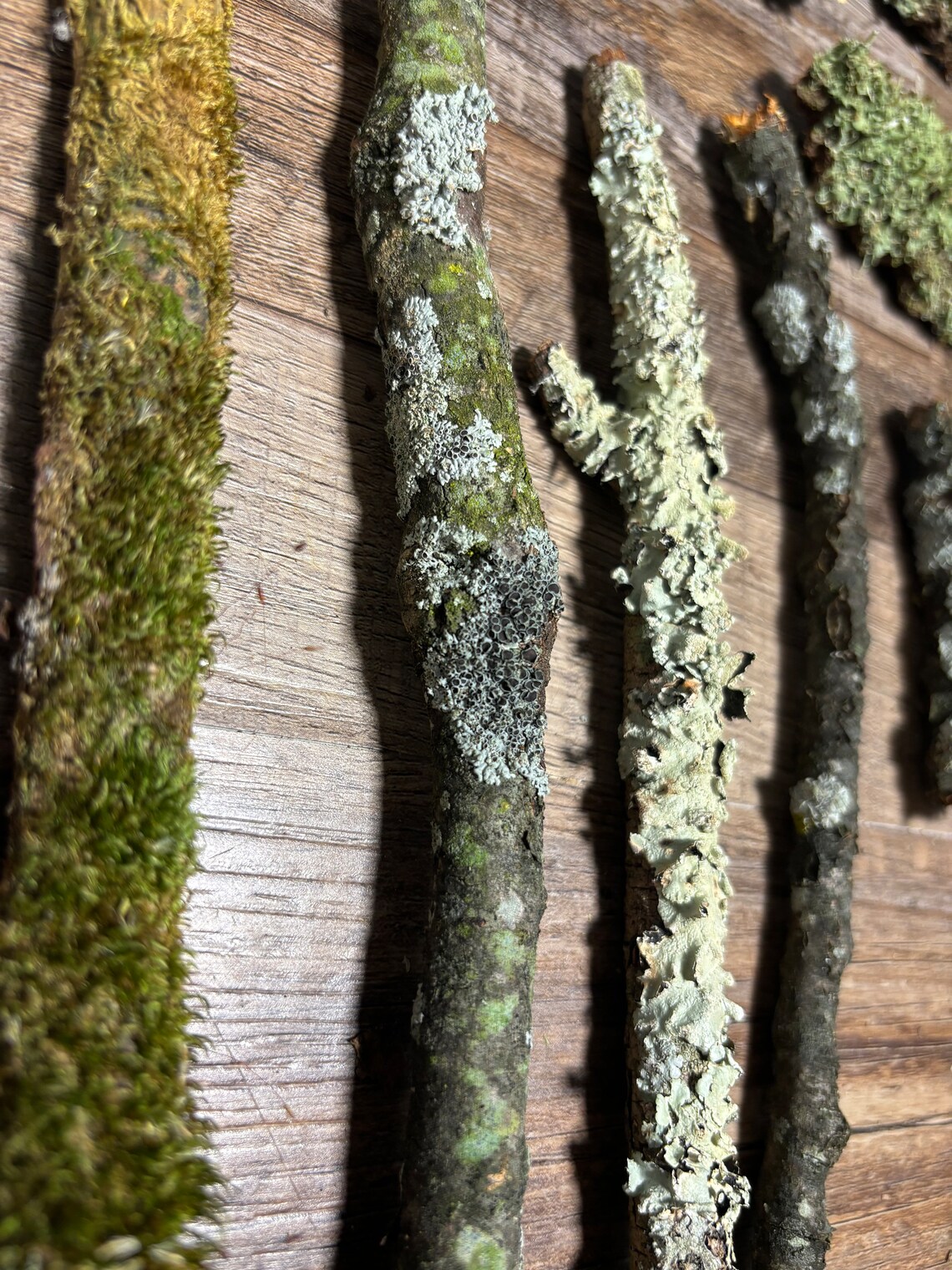 Natural Dried Lichen / Reindeer Moss Set - Etsy