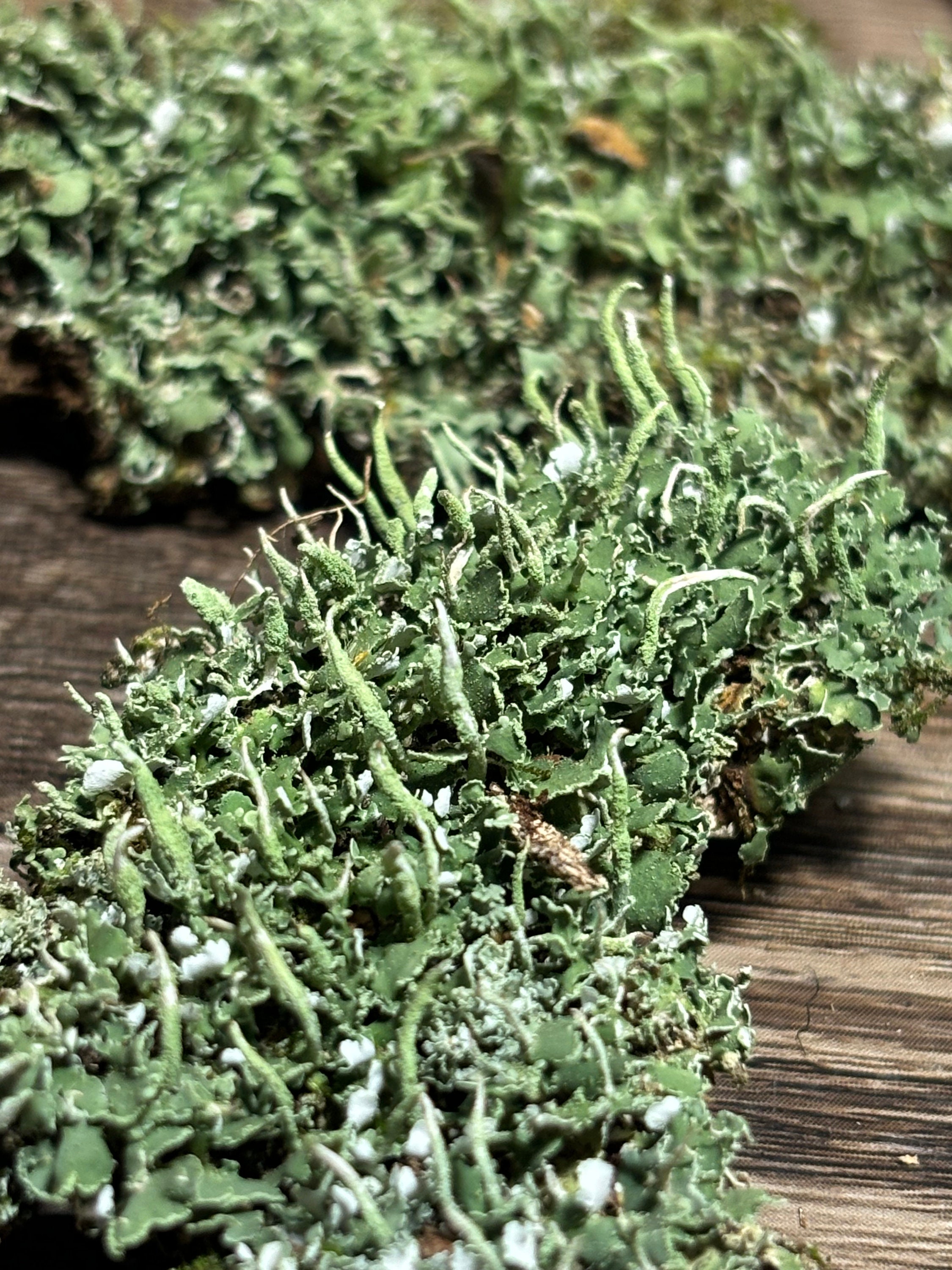 Natural Dried Lichen / Reindeer Moss Set - Etsy