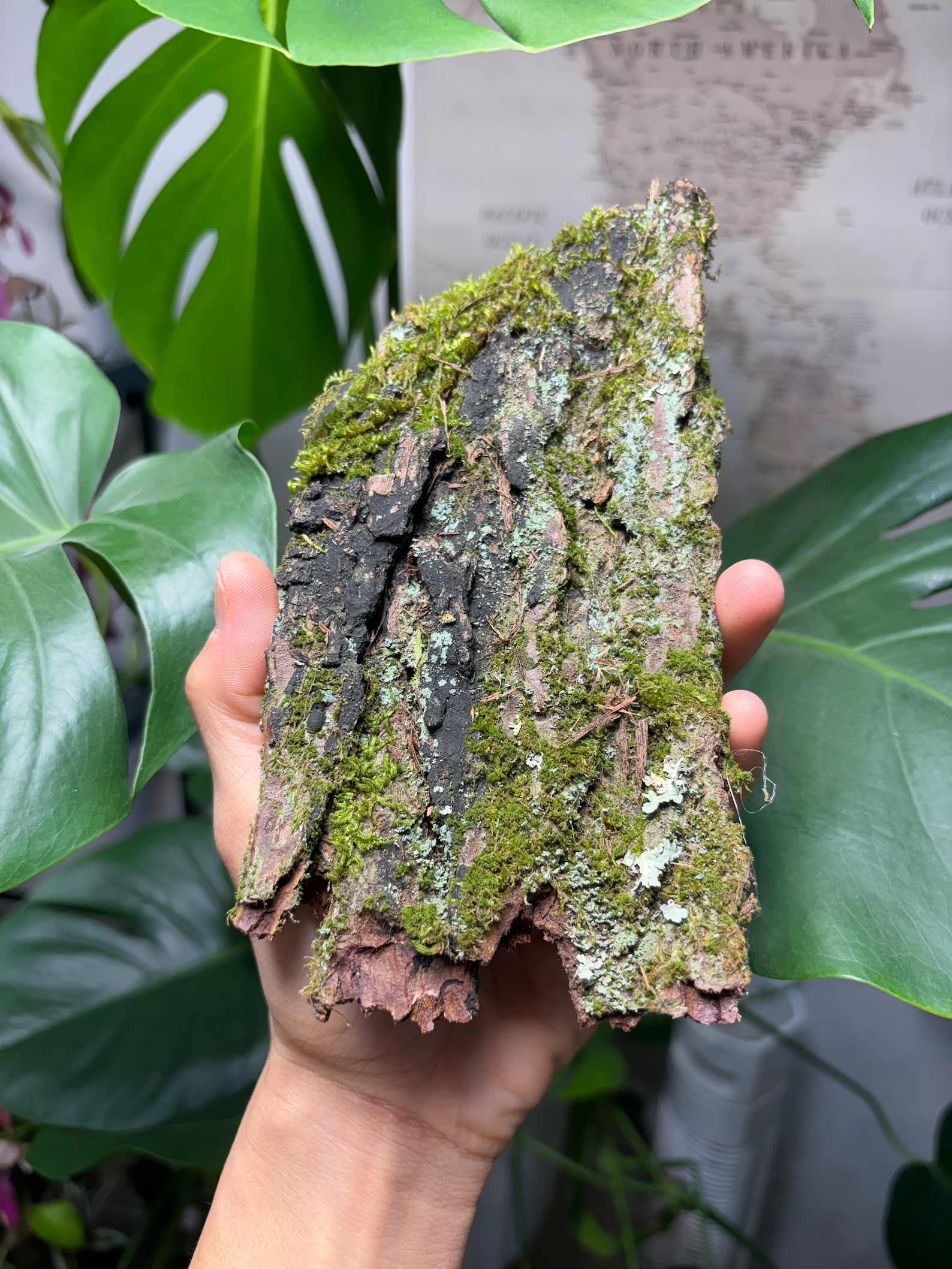 Natural Dried Lichen / Reindeer Moss Set - Etsy
