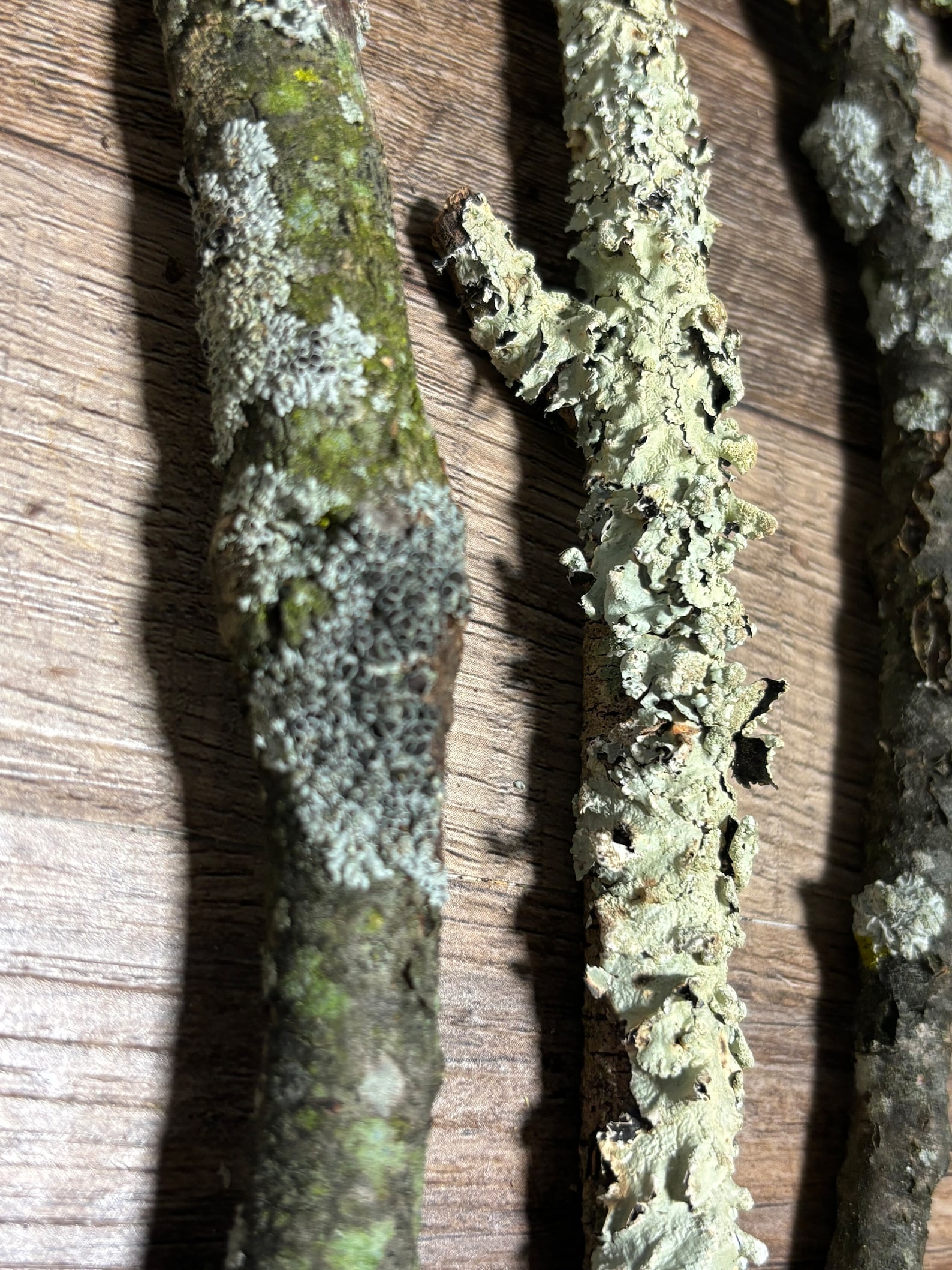Natural Dried Lichen / Reindeer Moss Set - Etsy