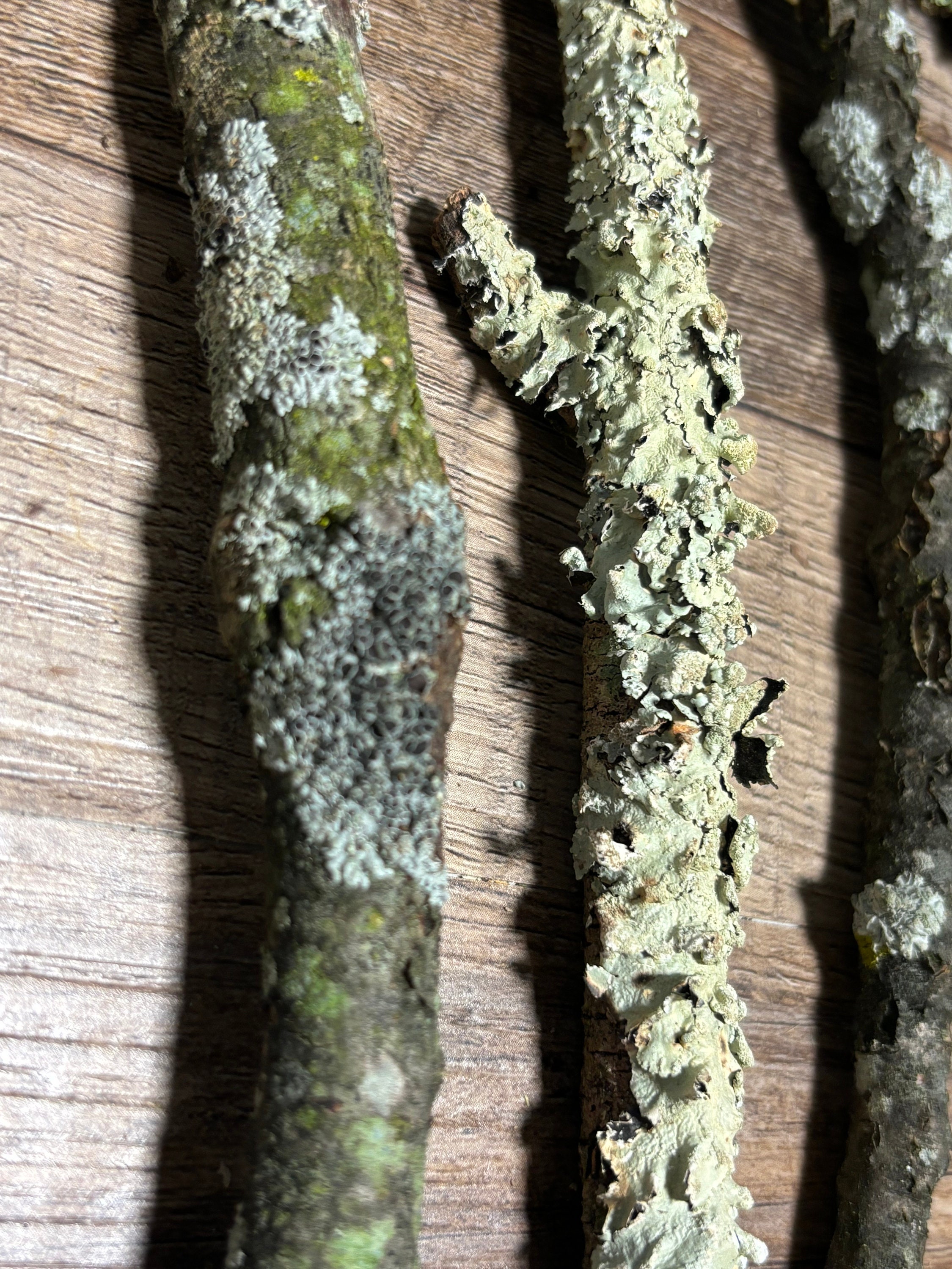 Natural Dried Lichen / Reindeer Moss Set - Etsy