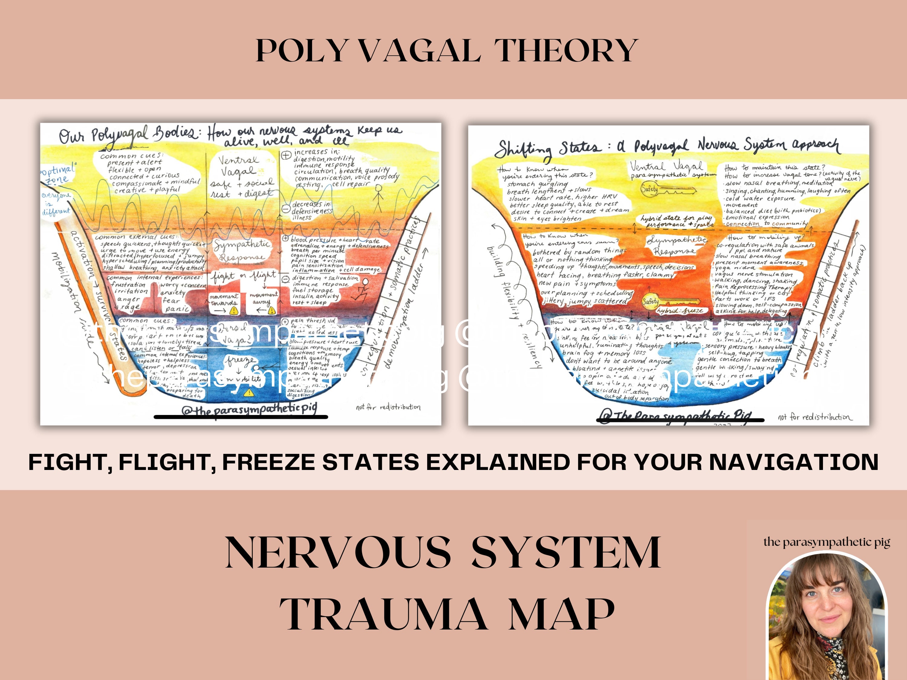 Polyvagal Theory Ladder Map Nervous System Regulation Poster, Trauma ...