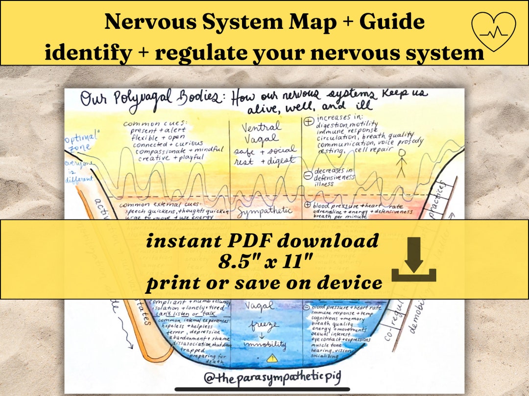 Nervous System Regulation Poster Polyvagal Theory Ladder, the ...
