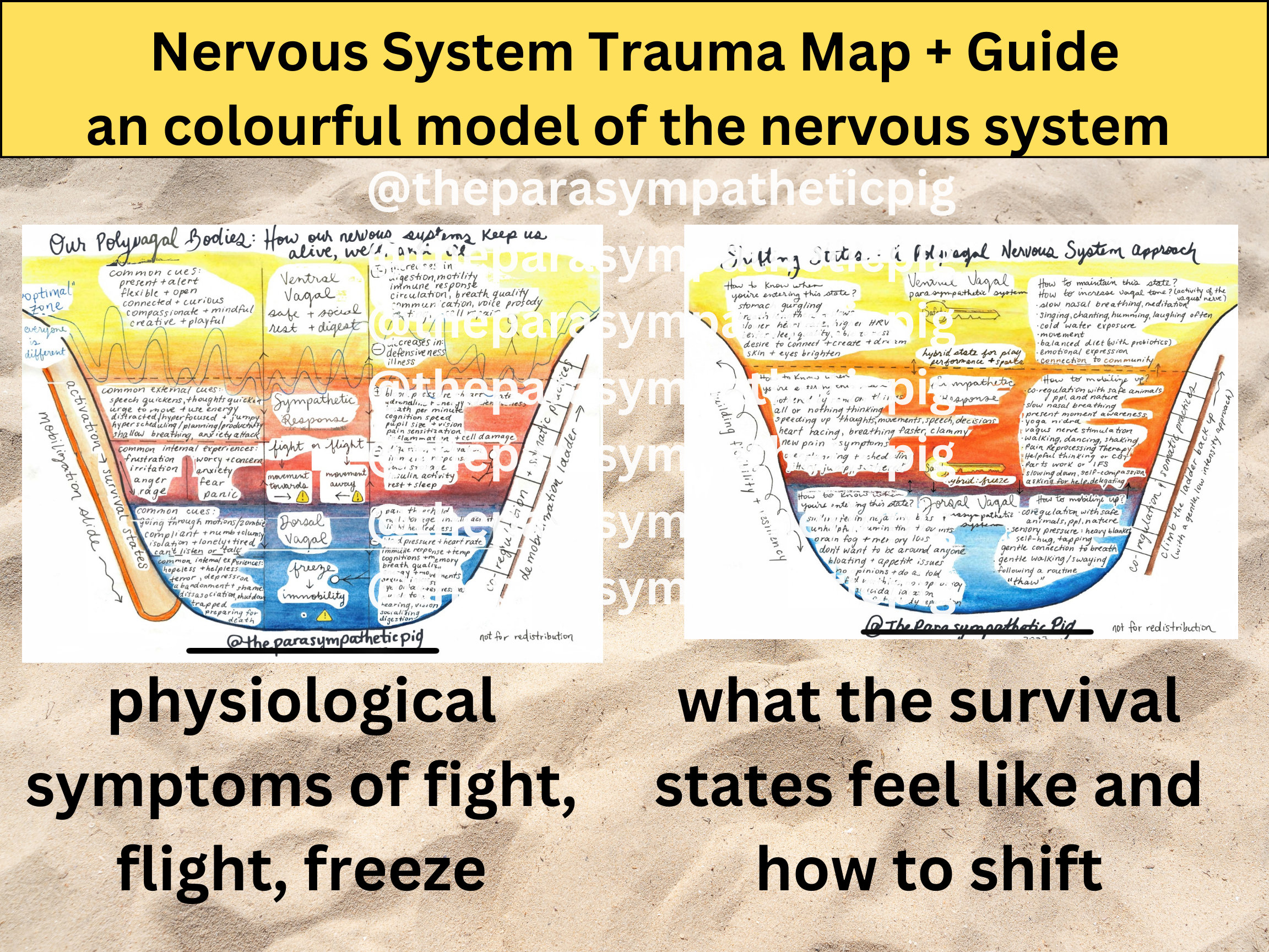Polyvagal Theory Ladder Map Nervous System Regulation Poster, Vagus ...