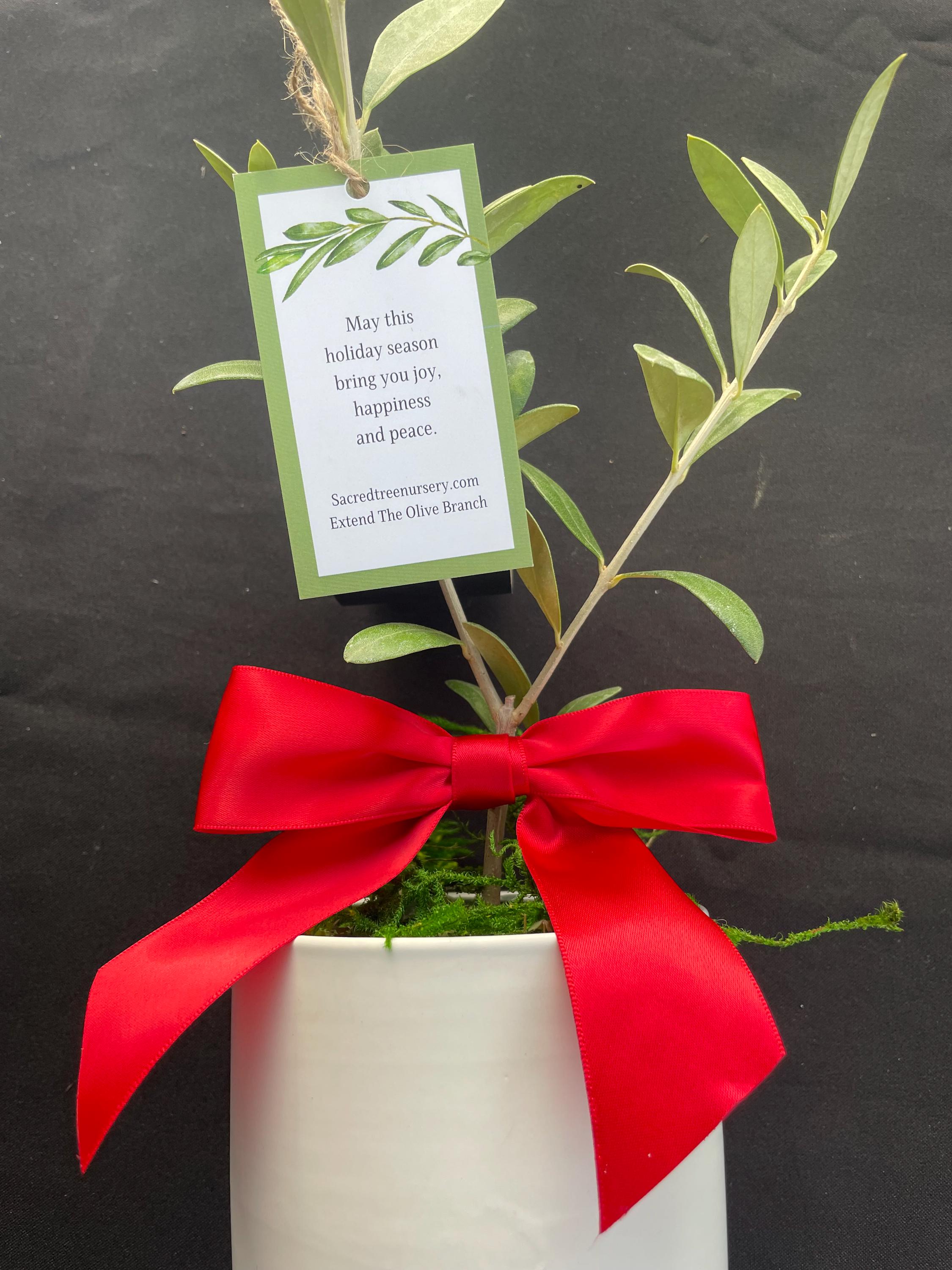 Olive Tree in White Ceramic Pot - Etsy