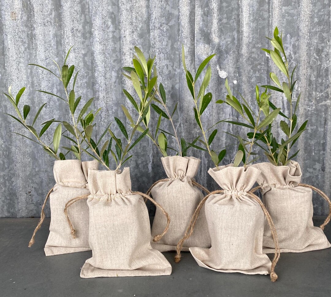 20 Olive Trees in Burlap Sacks: Wedding & Corporate Favors - Etsy