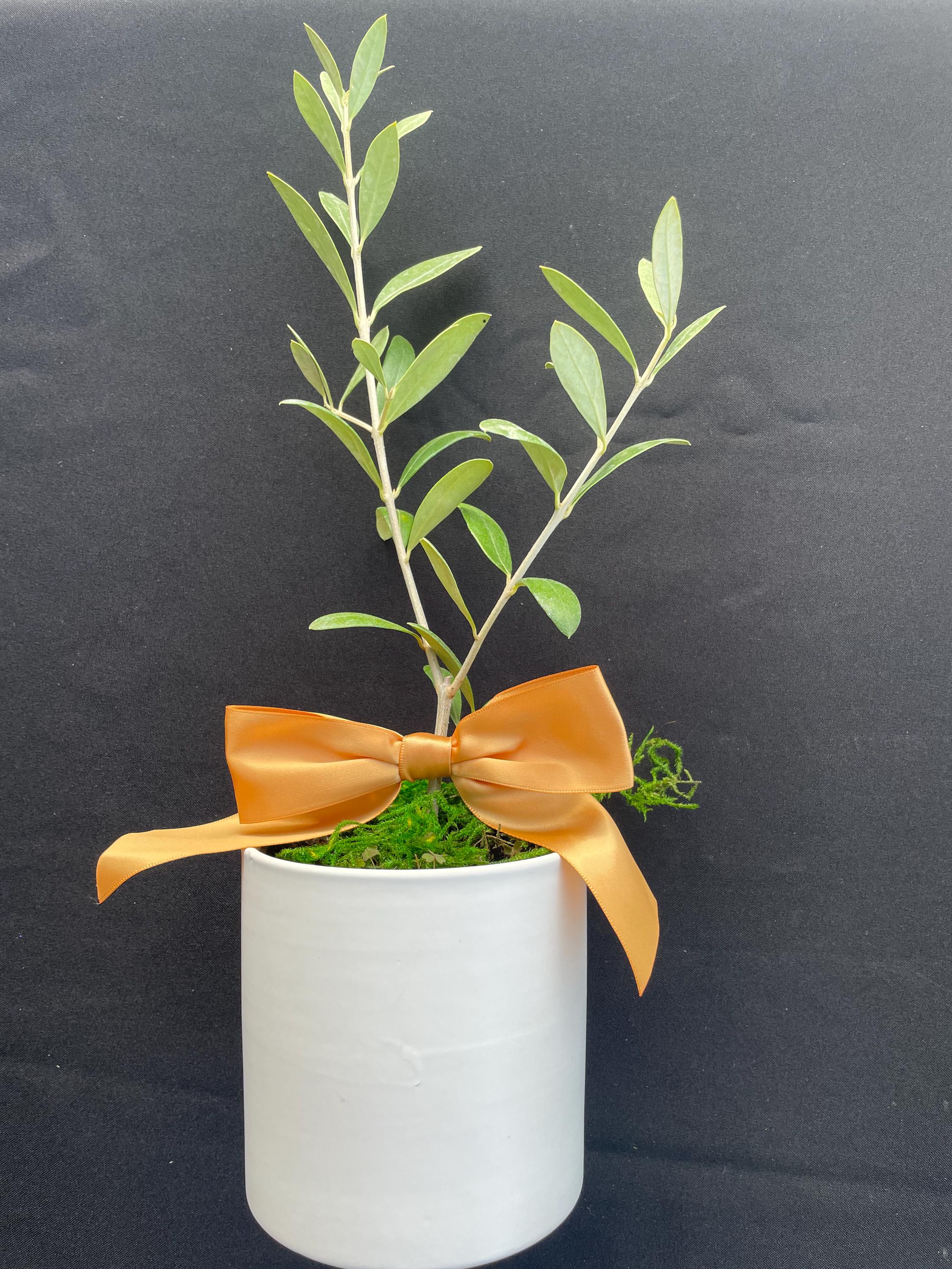 Olive Tree in White Ceramic Pot - Etsy