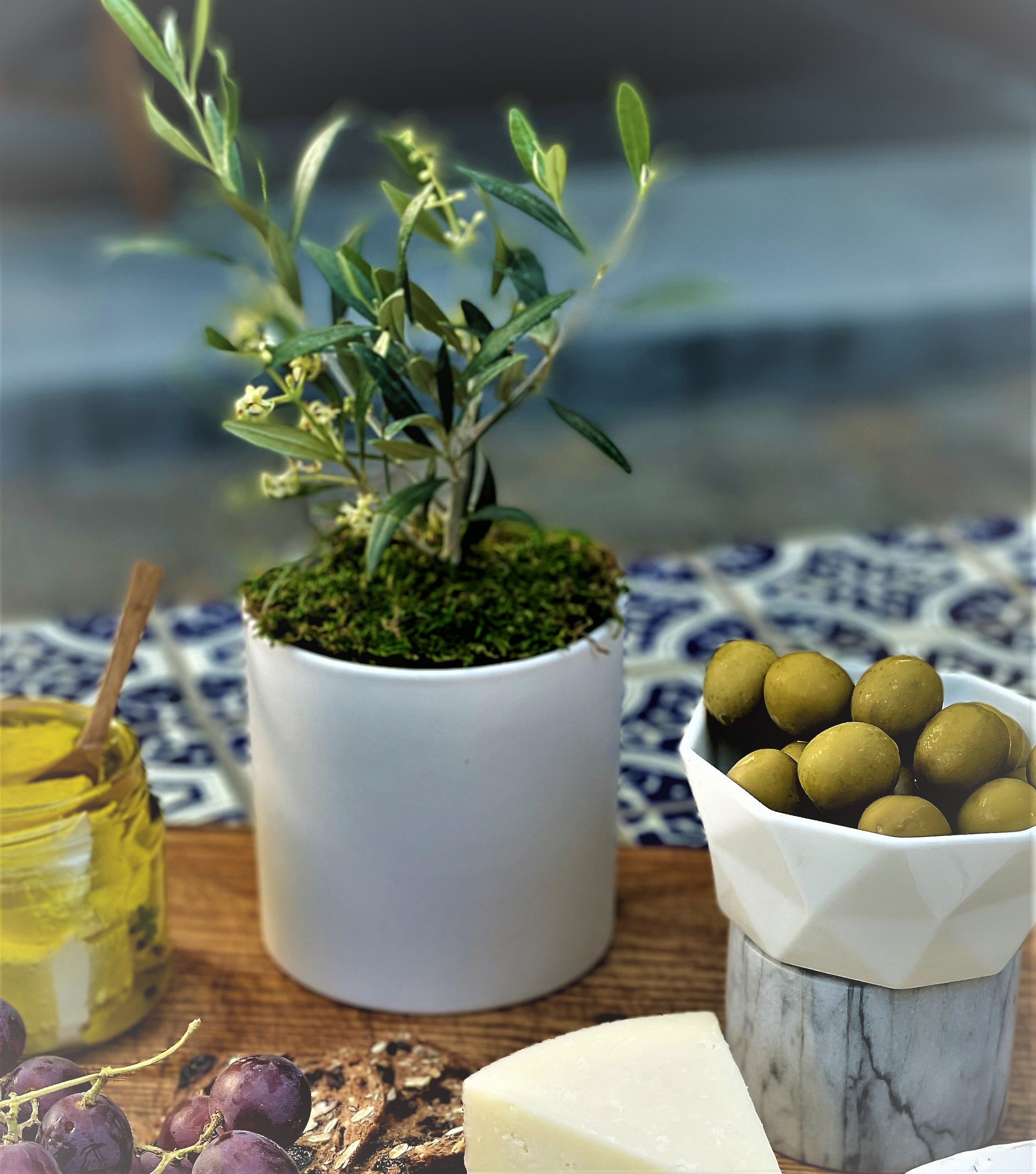 Olive Tree in White Ceramic Pot - Etsy