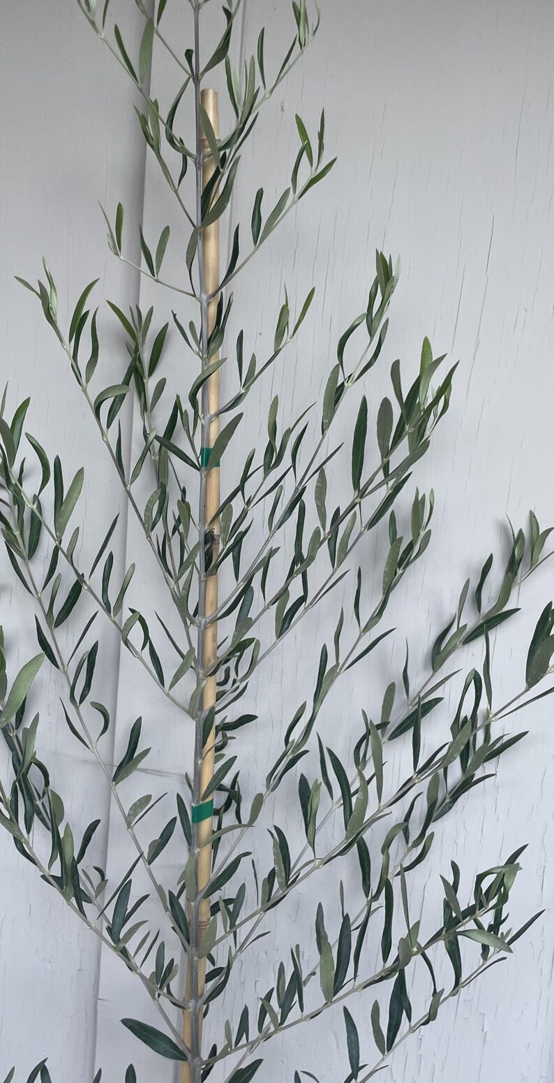 Royal Fruitless Olive Tree (2 Gallon) - Etsy