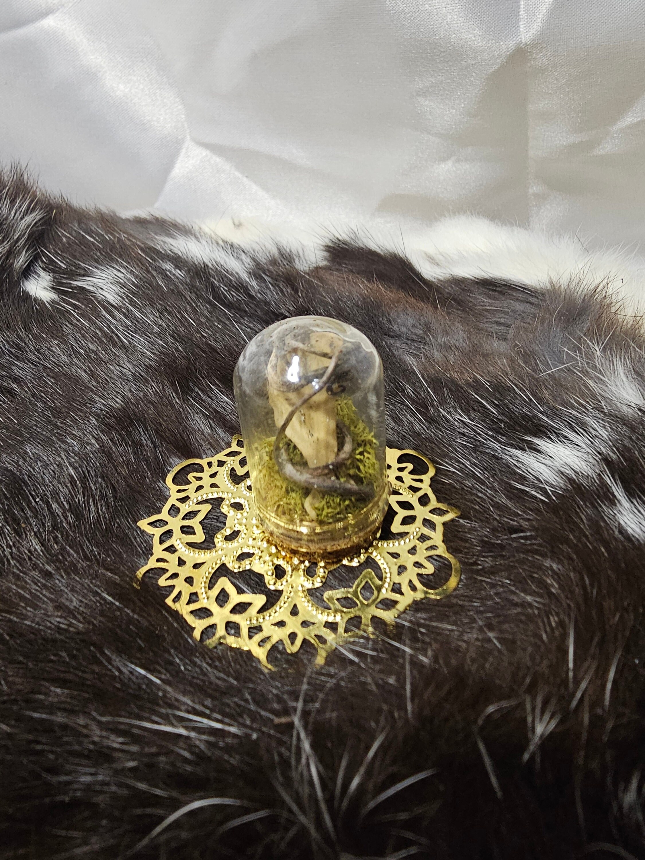 Rat Scapula Dome - Etsy