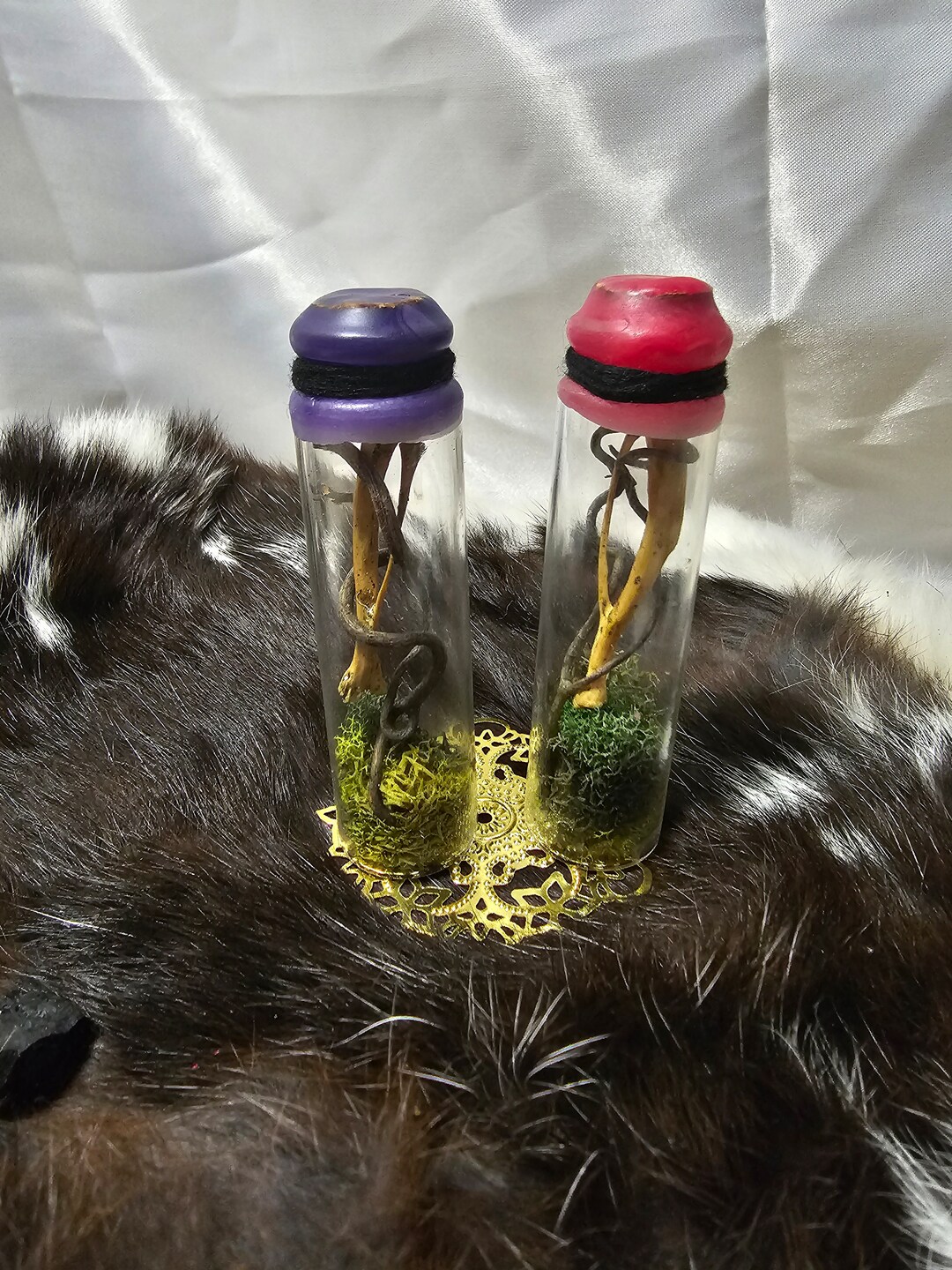 Rat Leg Bone Display Terrarium - Etsy